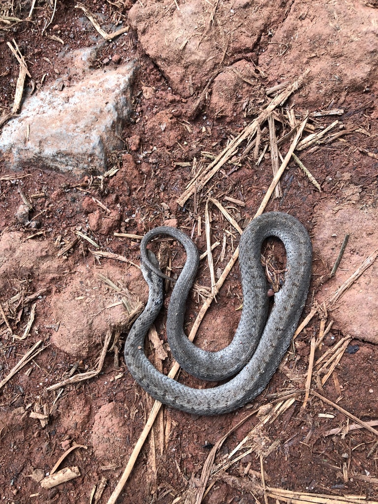 Mexican Brown Snake from Nanacamilpa de Mariano Arista, PUE, MX on July ...