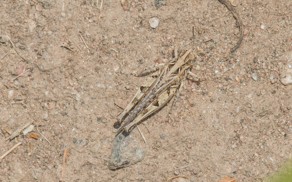 Texas Range Grasshopper from Los Angeles, CA, USA on July 18, 2021 at ...