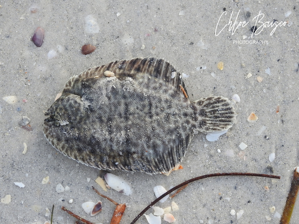 Hogchoker from Pinellas, Florida, United States on July 19, 2021 at 07: ...