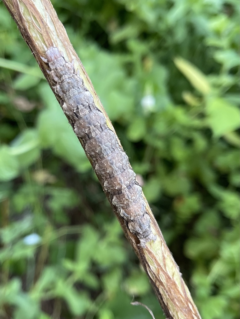 Underwing Moths from Mansion Ave, Princess Anne, MD, US on July 19 ...
