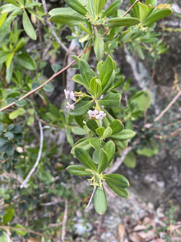 Rondeletia inermis from Puerto Rico, Yauco, PR, US on July 18, 2021 at ...