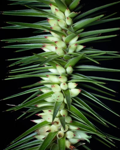 Melichrus adpressus · iNaturalist