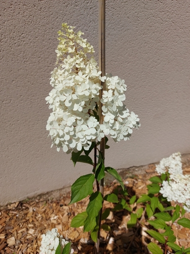 variedad Hydrangea paniculata grandiflora · NaturaLista Colombia