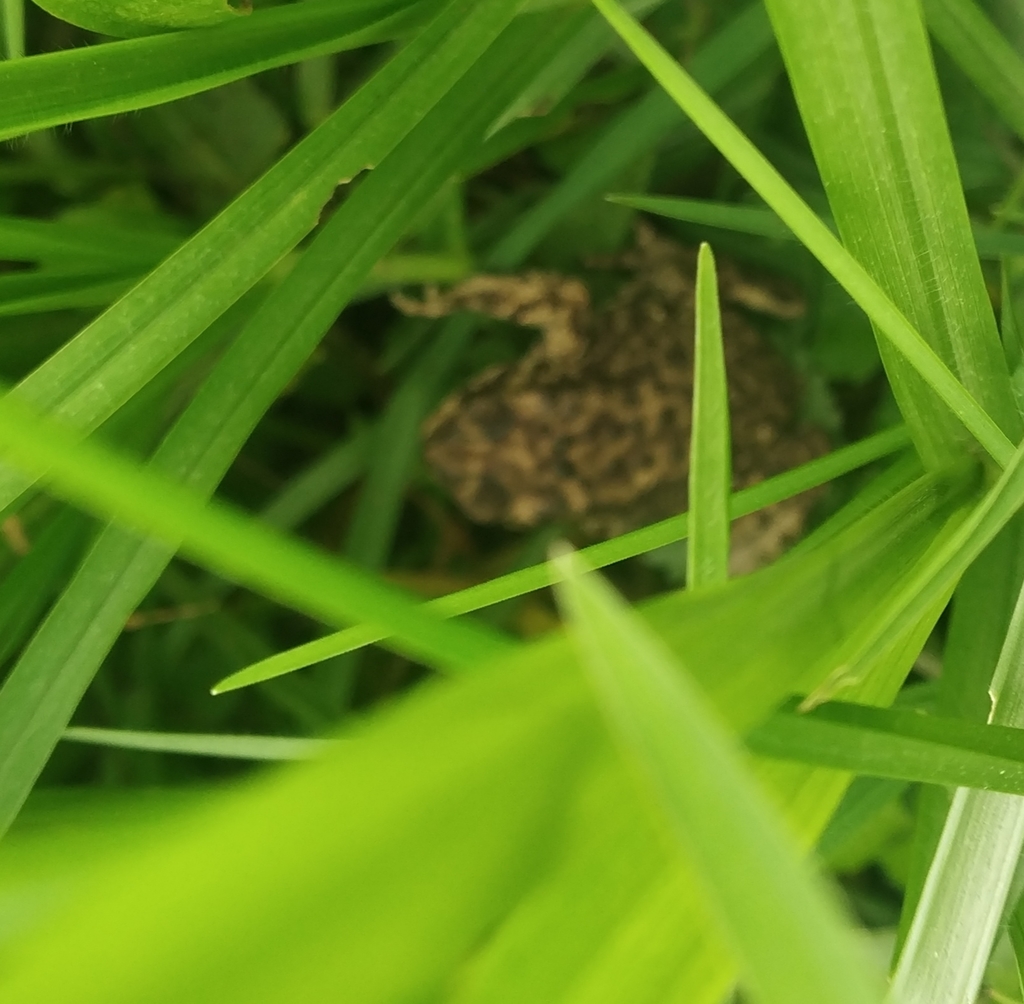 Asian Common Toad from Kil Kodappamund, Ooty, Tamil Nadu 643002, India ...