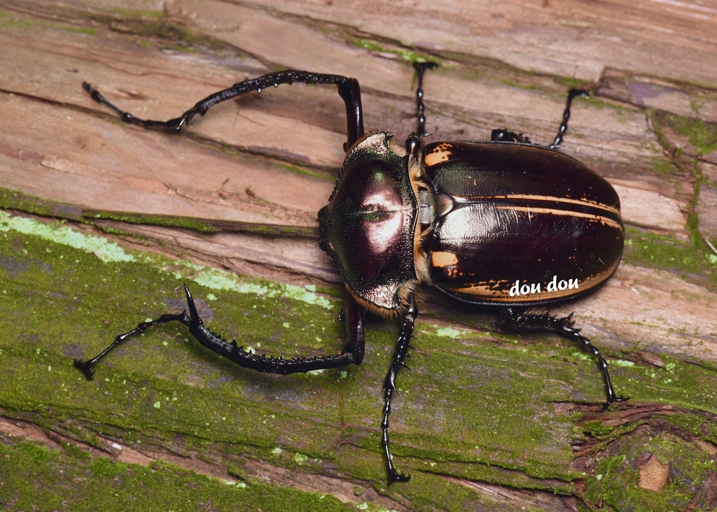 Cheirotonus jansoni from 中国浙江省杭州市临安区天目山 on June 27, 2021 at 05:46 PM by ...