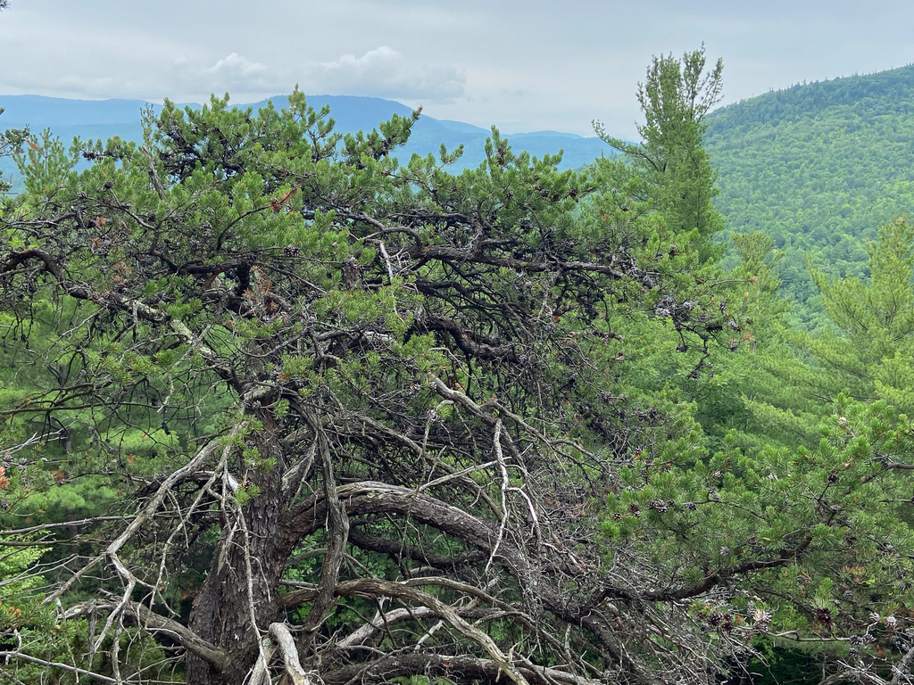 Jack pine in July 2021 by Steven Daniel · iNaturalist