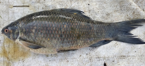 Labeo calbasu · NaturaLista Colombia