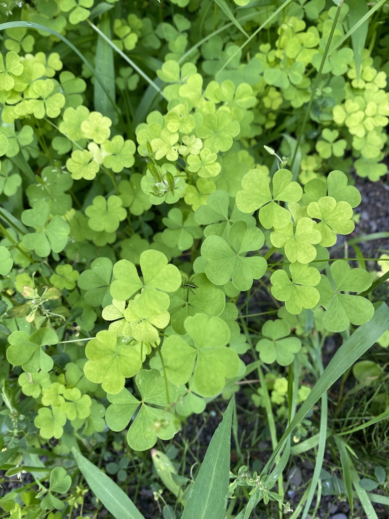 slender yellow woodsorrel from Cortland County, US-NY, US on July 18 ...