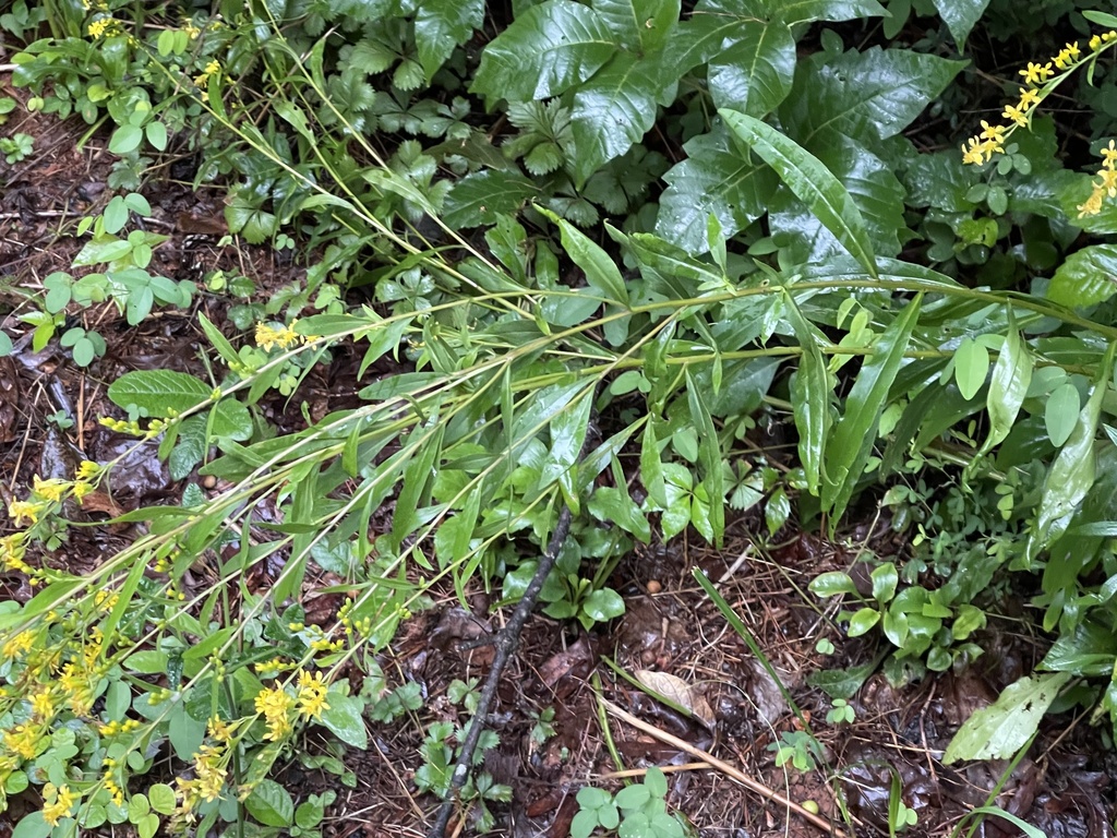 early goldenrod from Deer Run, Rock Hill, SC, US on July 20, 2021 at 07 ...