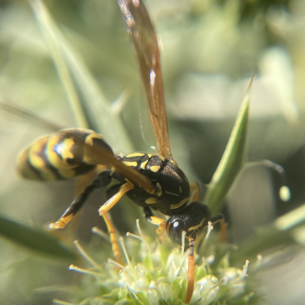 French Paper Wasp from Avenue du Quarante-Cinquième Parallèle, Pont-de ...