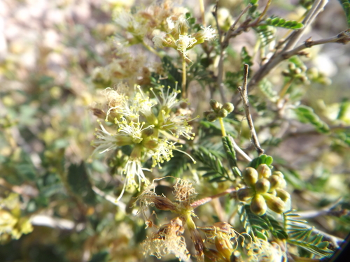 Vachellia biaciculata · iNaturalist