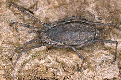 Trogulus tingiformis · iNaturalist