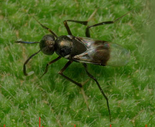 무당깡충좀벌 (Homalotylus flaminius)