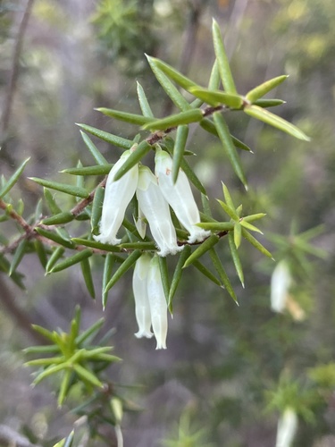 Styphelia grandiflora · iNaturalist