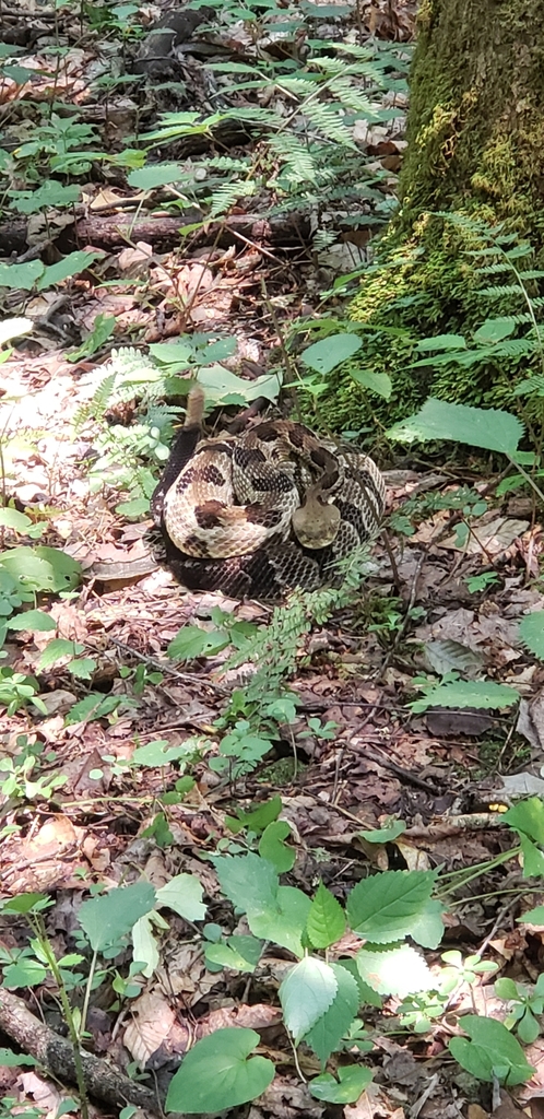 Timber Rattlesnake from Clayhole, KY 41317, USA on July 20, 2021 at 04: ...