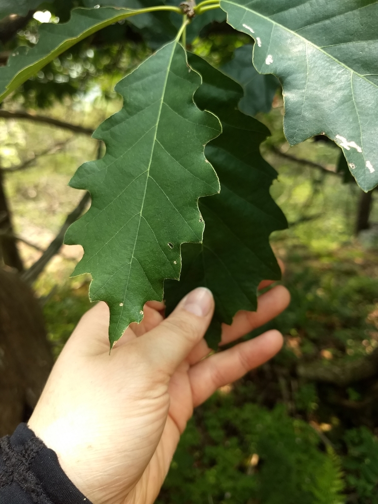 dwarf chinkapin oak in July 2021 by K. Stutzman. Dry Red Cedar Woodland ...