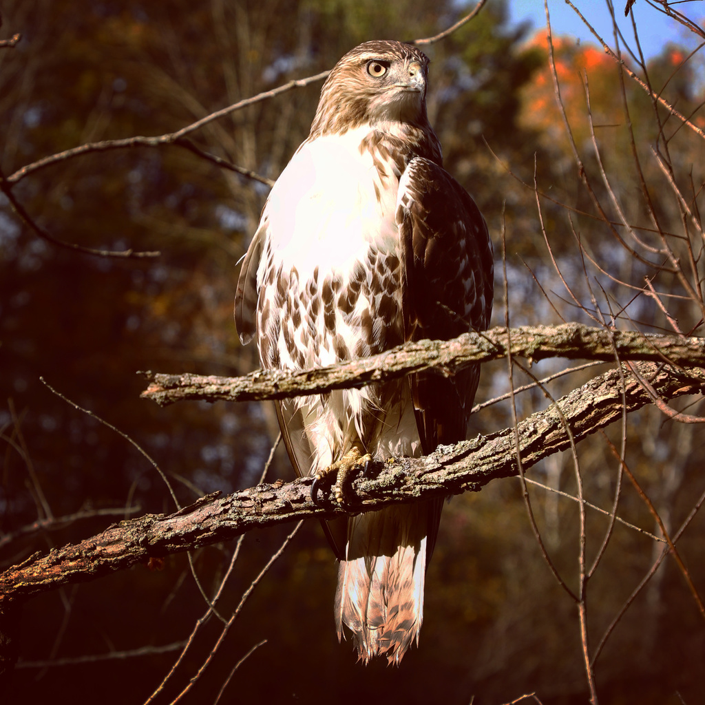 Red-tailed Hawk from Firestone Metro Park, Akron, OH, US on October 22 ...
