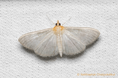 Patania ultimalis · iNaturalist