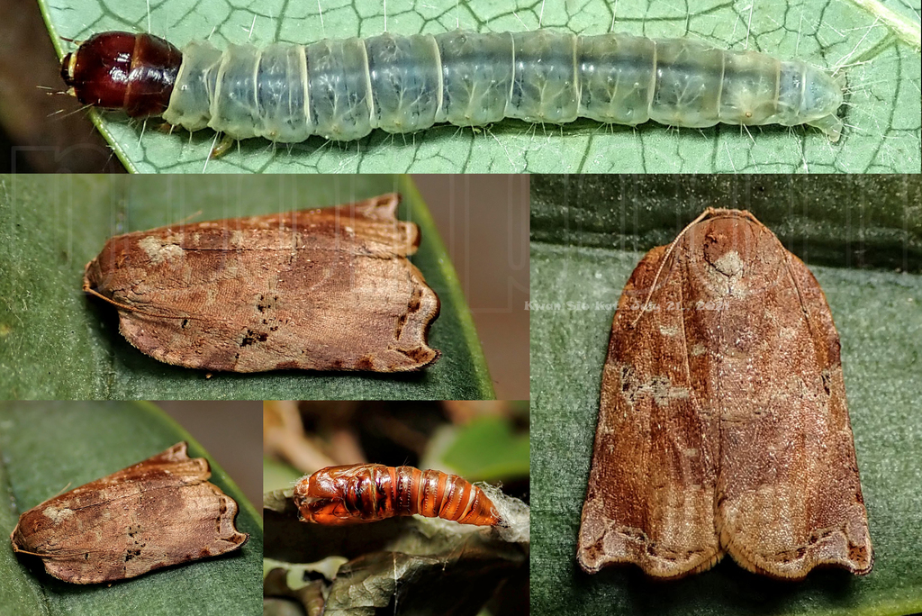 Homona eductana in July 2021 by Suipoon Kwan. Adult ~ https://www ...