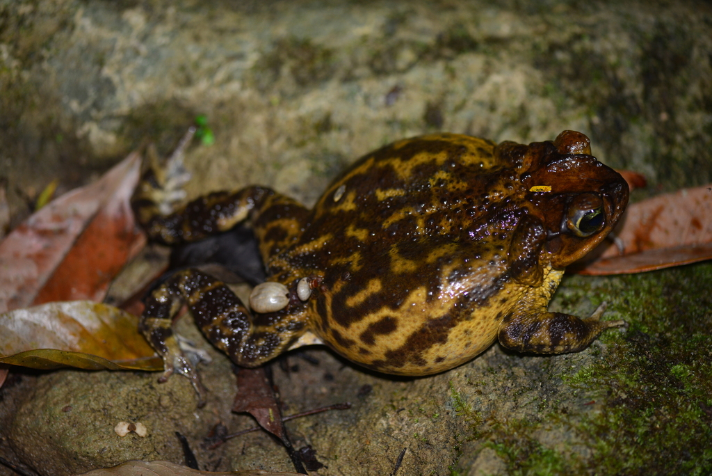 Western Giant Toad from Candelaria, Cuba on February 26, 2018 by James ...