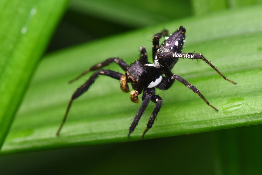 Dandy Spiders from 中国浙江省杭州市临安区天目山 on June 27, 2021 at 10:07 PM by Fan ...