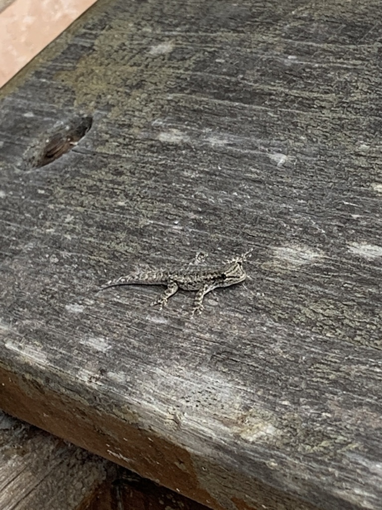 Kluge's Dwarf Gecko from Guarani de Goiás, GO, BR on July 21, 2021 at ...