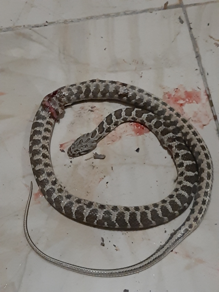 Spotted Whip Snake from Duhok, Iraq on July 21, 2021 at 10:20 PM by ...