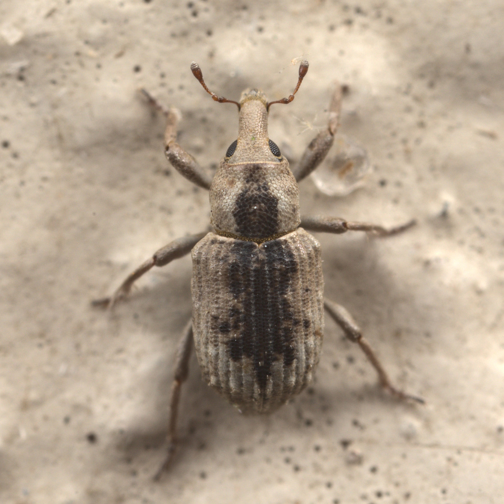 Rice Water Weevils from Limestone County, TX, USA on July 17, 2021 at ...