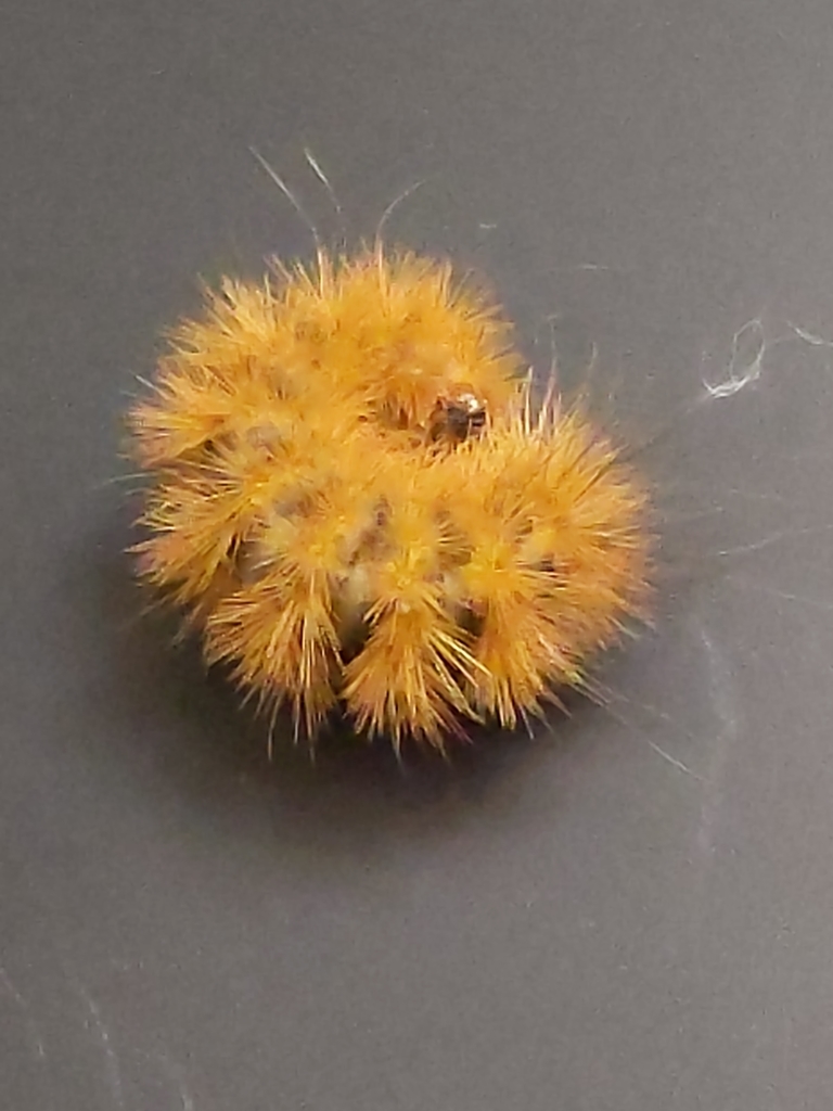 Virginian Tiger Moth from Cariboo F, BC, Canada on July 21, 2021 at 01: ...