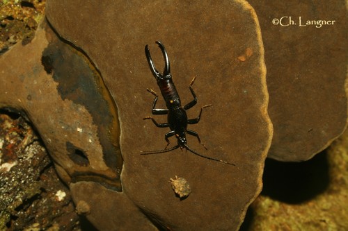 Genus Chelisochella · iNaturalist