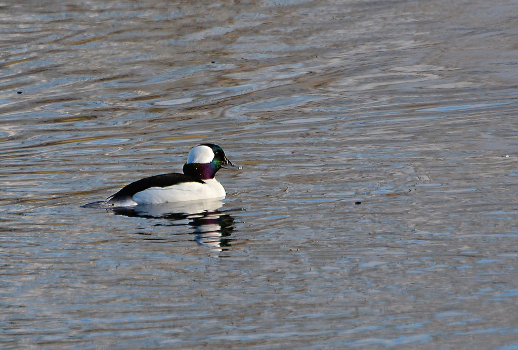 Bufflehead from Heather Farm Park on December 29, 2014 by Henry Fabian ...
