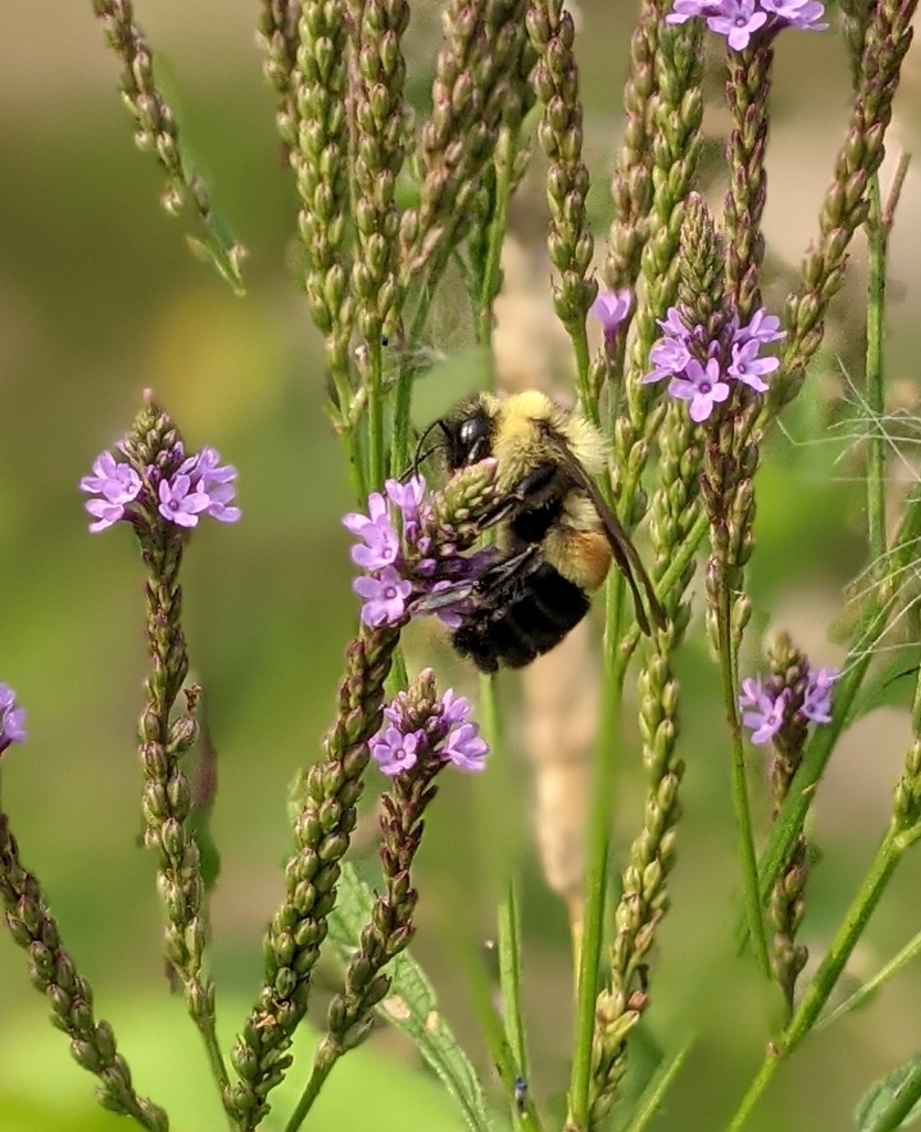 Rusty-patched Bumble Bee in July 2021 by Becca Tucker · iNaturalist