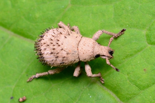 Pseudocneorhinus setosus · iNaturalist