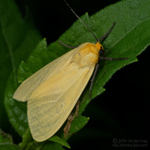 Photo 145309914, (c) Joseph Connors, all rights reserved, uploaded by ...