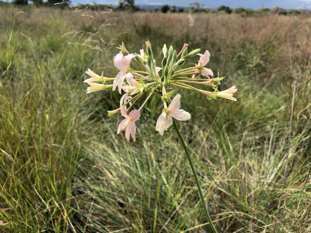 Lurid Storksbill from Nkangala, , MP, ZA on March 27, 2018 at 11:24 AM ...
