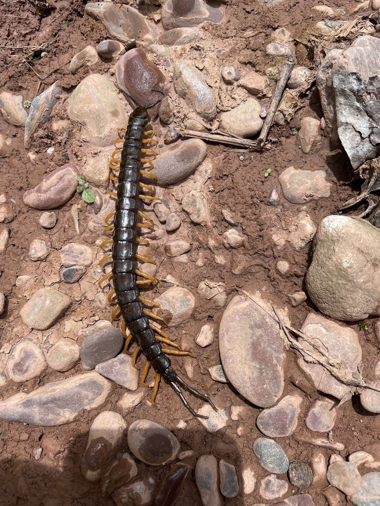 Pacific Giant Centipede from 双柏县, 楚雄彝族自治州, 云南省, CN on July 10, 2021 at ...