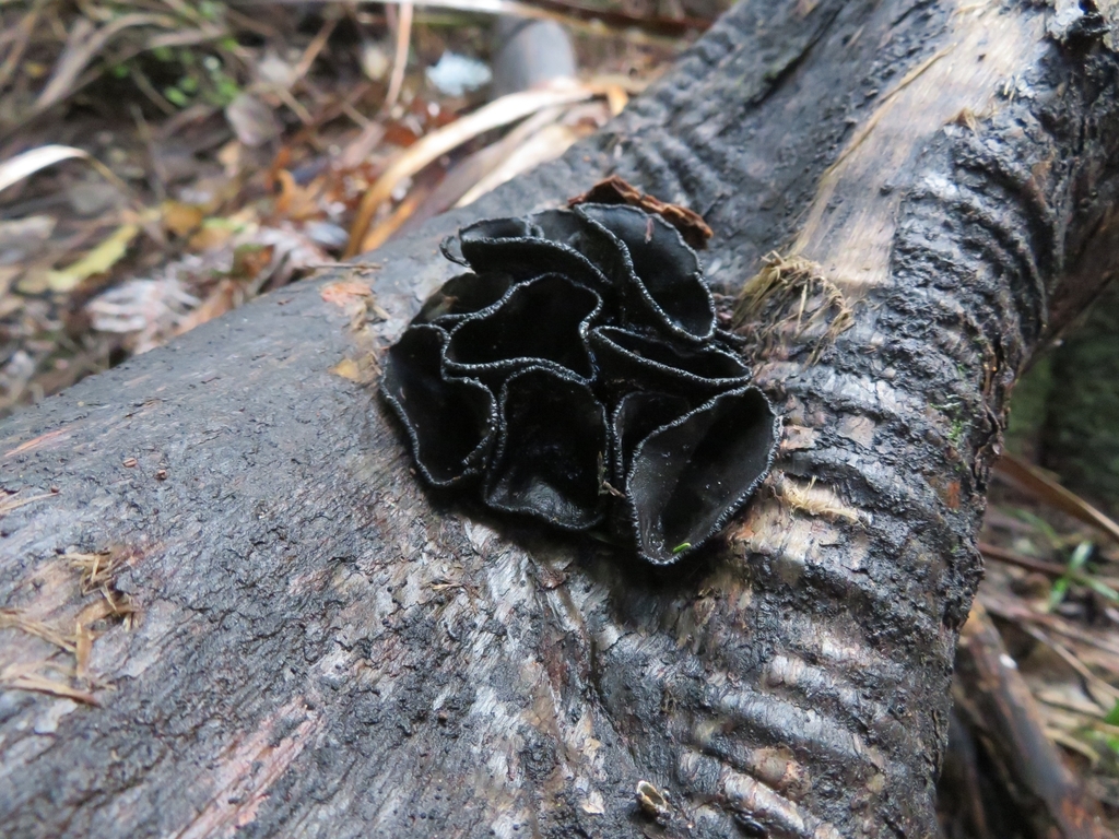 Operculate Ascomycetes in July 2021 by Virginia Moreno · iNaturalist