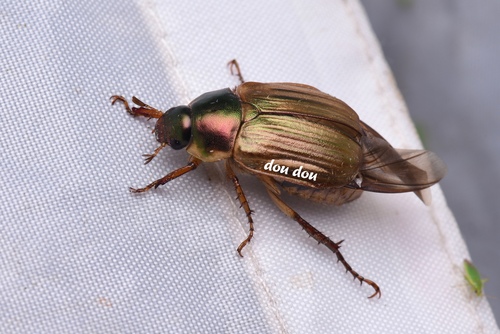 Anomala viridicostata · iNaturalist
