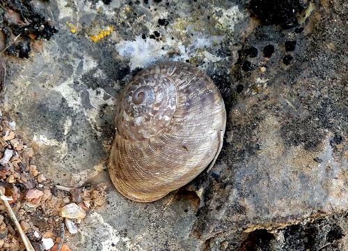 Subspecies Iberus mariae ornatissimus · iNaturalist