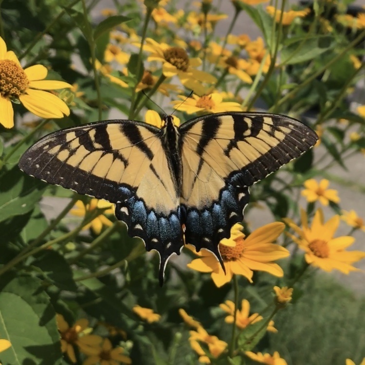Eastern Tiger Swallowtail from Raven Ln, Blue Ash, OH, US on July 22 ...