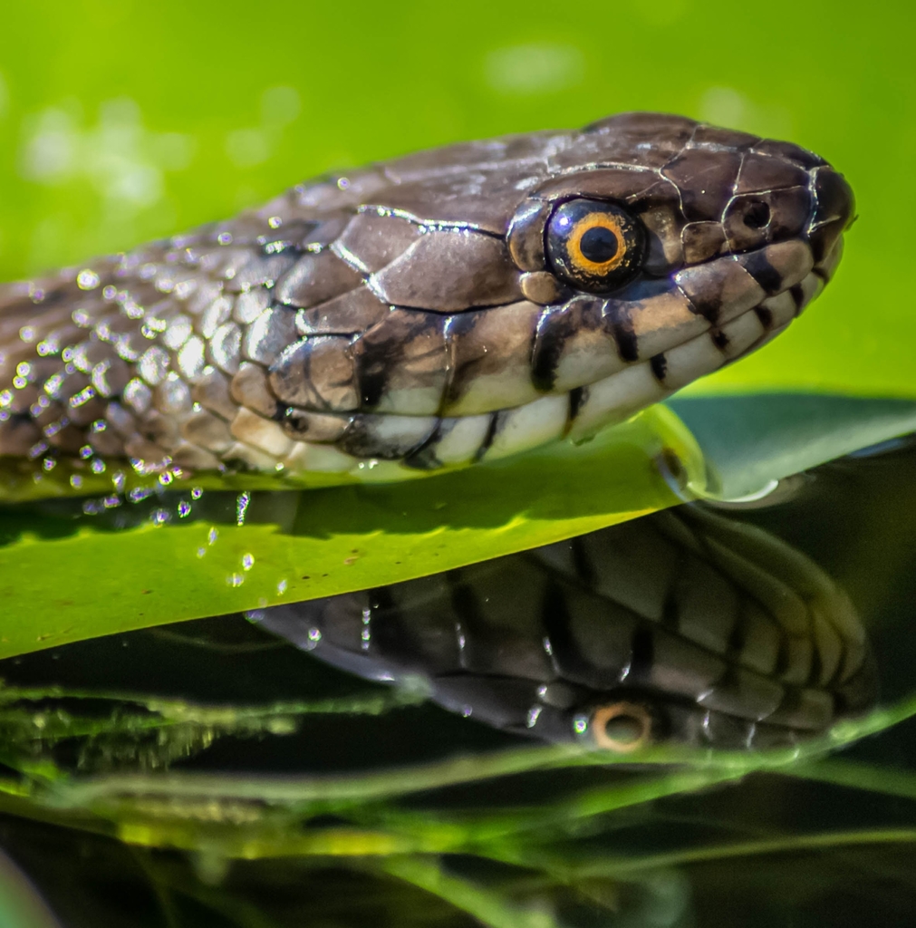 Natrix from 44395 Alba, Teruel, España on July 22, 2021 at 05:27 PM by ...