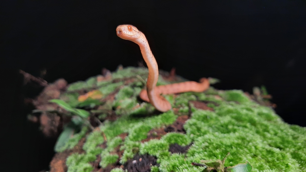Chinese Slug Snake in July 2021 by Tom Lee · iNaturalist