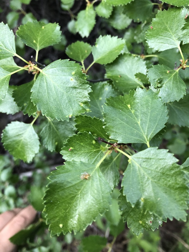 water birch from Shoshone National Forest, Cody, WY, US on June 18 ...