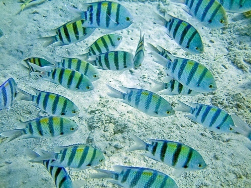 Sergeant Major Damselfish