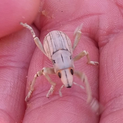 Conorhynchus relictus · iNaturalist