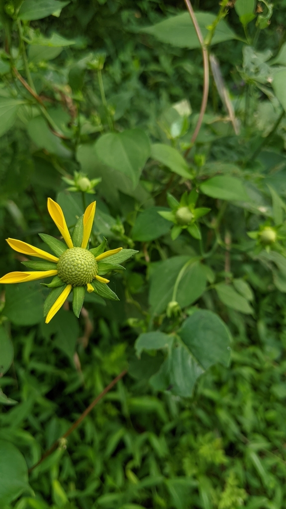 cutleaf coneflower in July 2021 by srae1 · iNaturalist