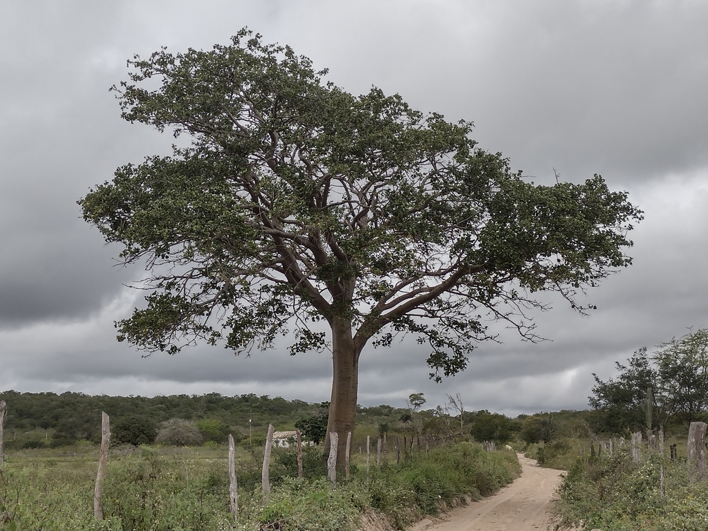 Red Bean Tree from Buíque on July 17, 2021 at 11:33 AM by Elvira ...