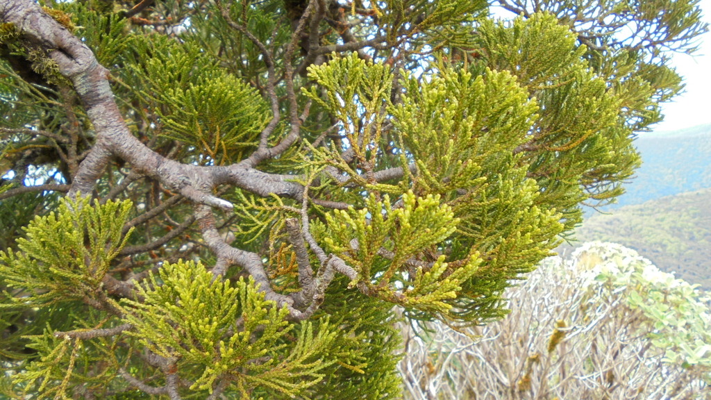 pink pine from Herepai Peak Tararuas on December 31, 2014 by John Van ...