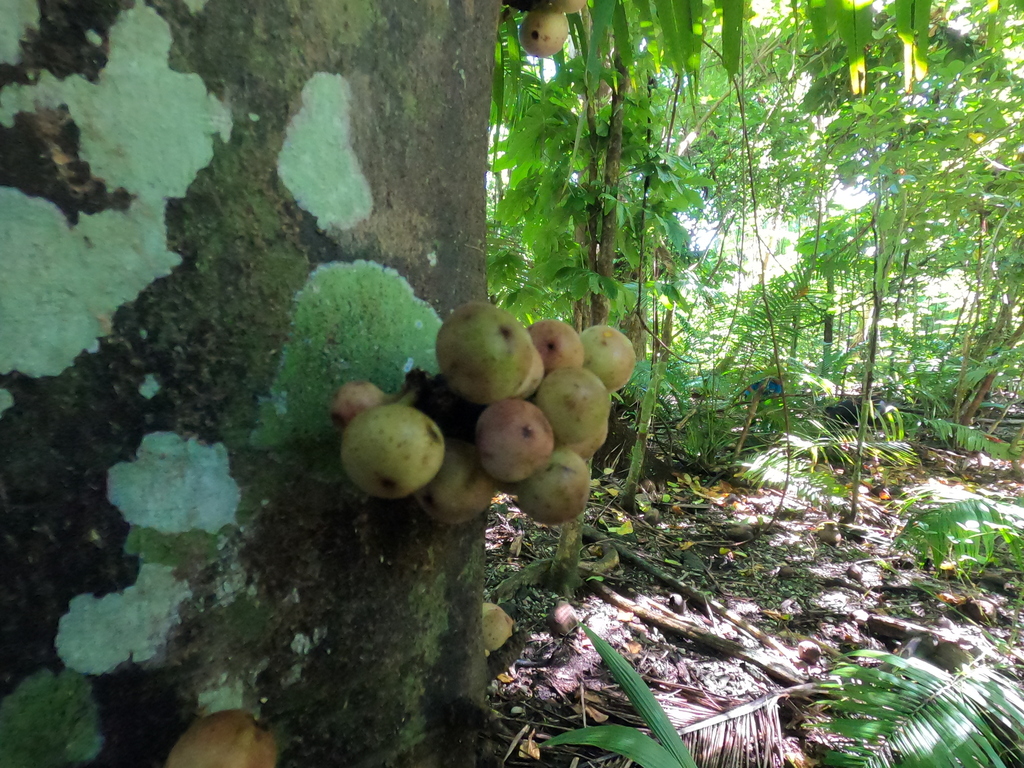 Ficus copiosa from Palau on July 9, 2021 at 09:45 AM by Meangeldil ...
