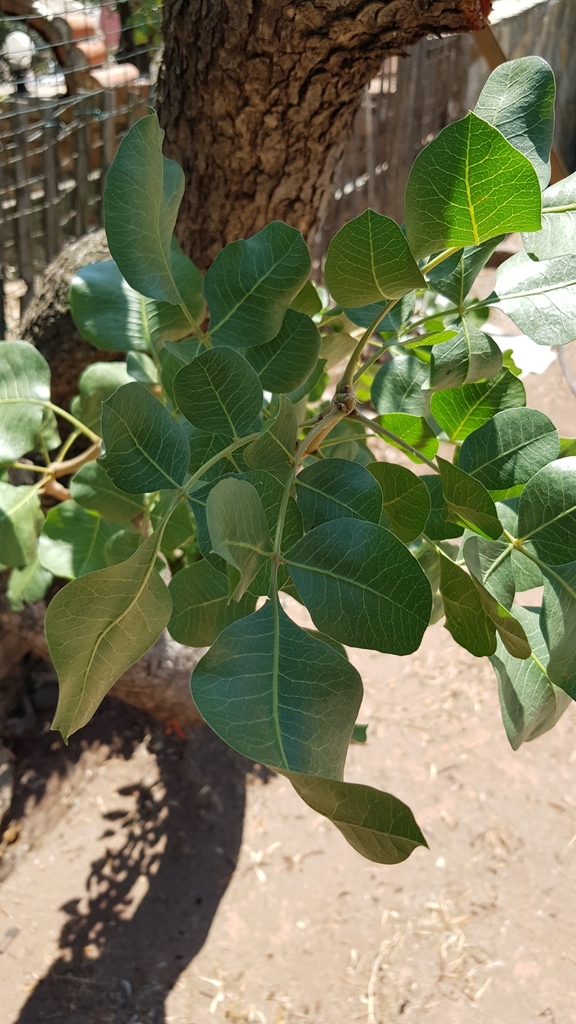 Mount Atlas mastic tree from Kayalar/Ayvacık/Çanakkale, Türkiye on July ...